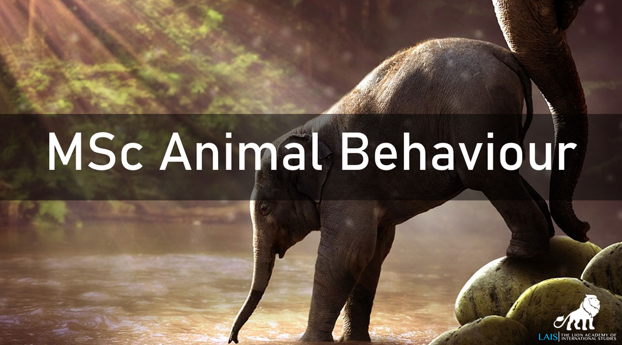 รวมหลักสูตรปริญญาโทด้าน MSc Animal Behaviour - The Lion Academy